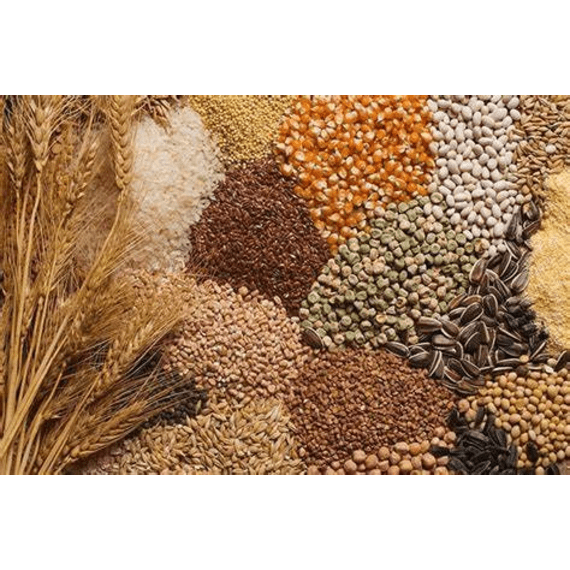 Agricol Seed Triticale AG Beacon | Agrimark