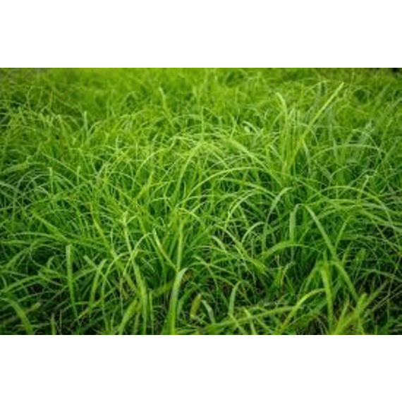 Pittsworth Rhodes Reclaimer 20kg | Agrimark