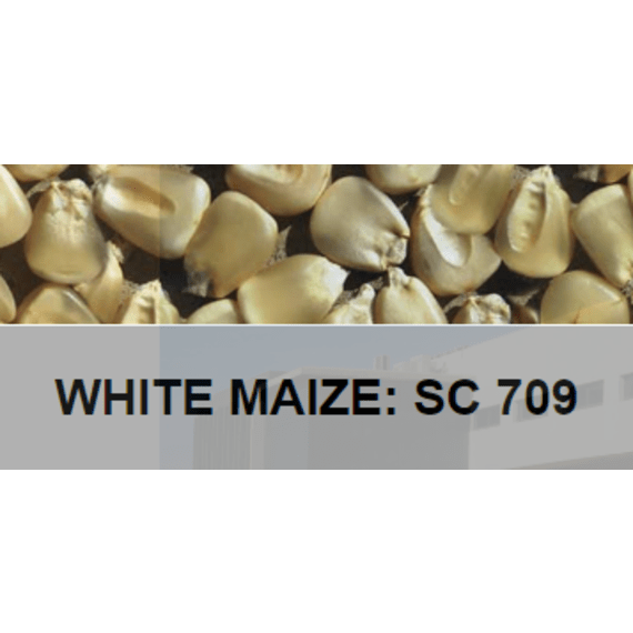 Lg Maize Sc709 Wht 60m | Agrimark