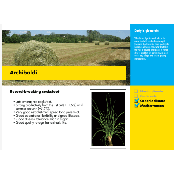 Bbrug Cocksfoot Archibaldi 15kg | Agrimark