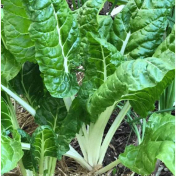 Asg Swiss Chard Fordhook Giant 1kg | Agrimark
