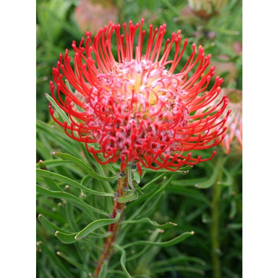 Arnelia Leucospermum | Agrimark