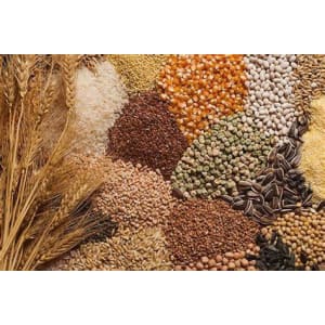 Lg Maize Seed Co Sc701 Wht 25kg | Agrimark