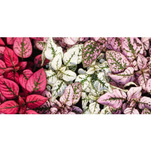 Protek Springbok 360SL Herbicide (l6719) | Agrimark