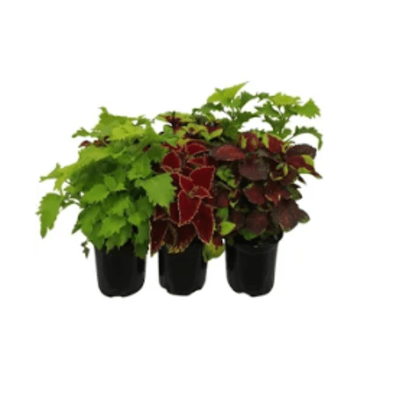 Coleus Mixed Colours | Agrimark