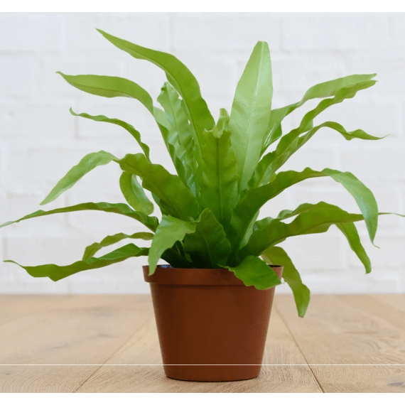 Asplenium Antiquum | Agrimark