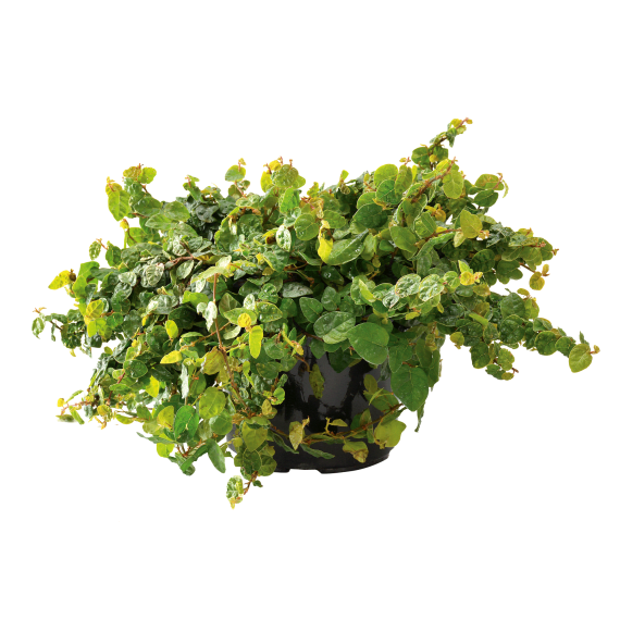 Ficus Repens | Agrimark