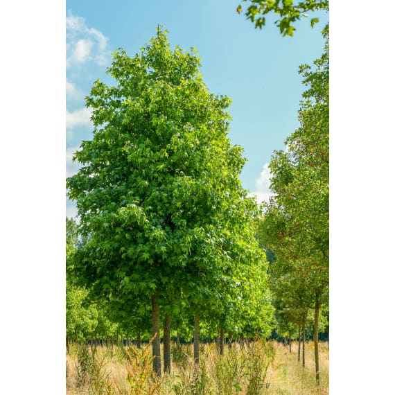 Liquidamber Styraciflua | Agrimark