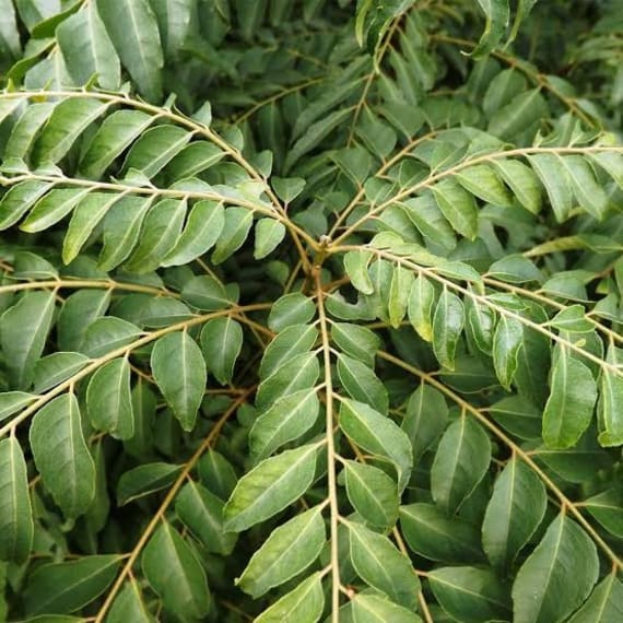 Curry Leaf Tree | Agrimark