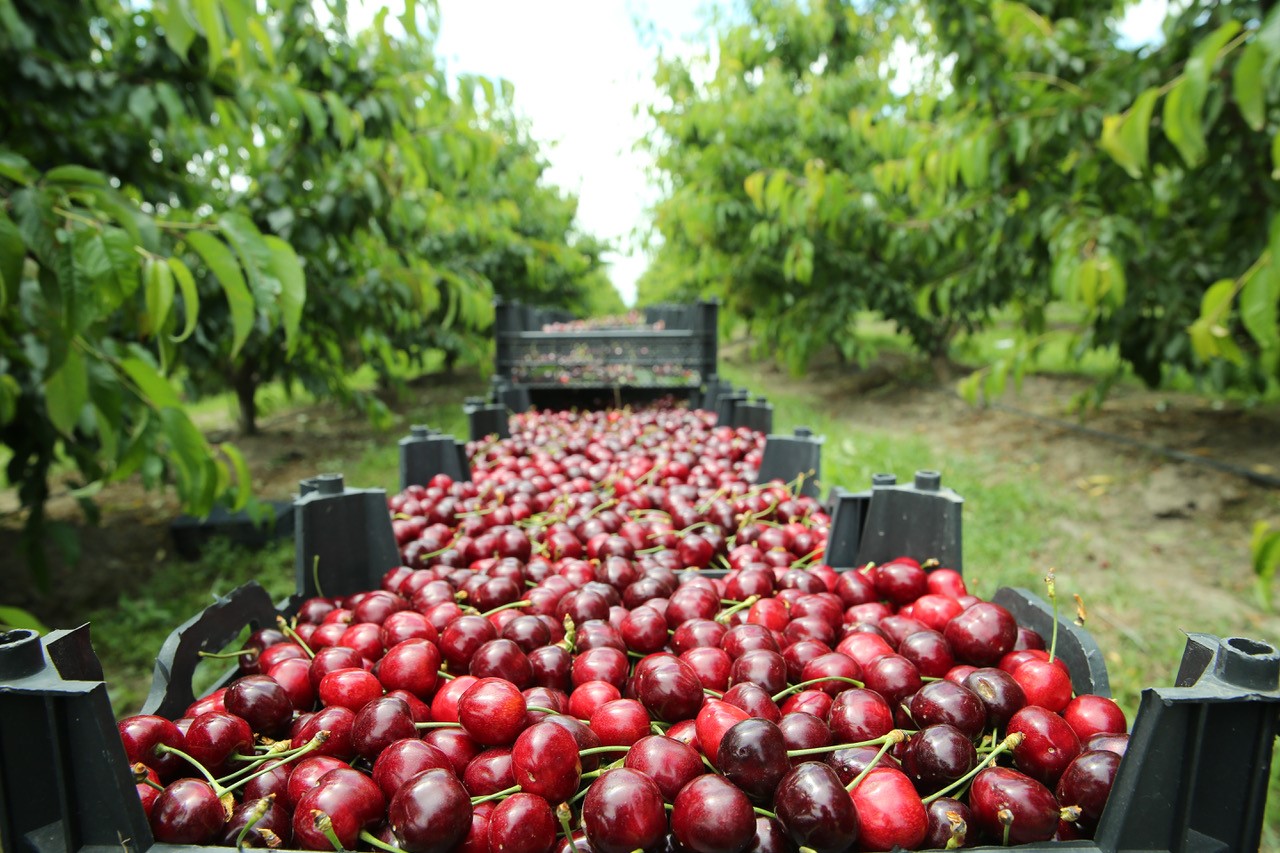 Oh, Cherry! | Agrimark