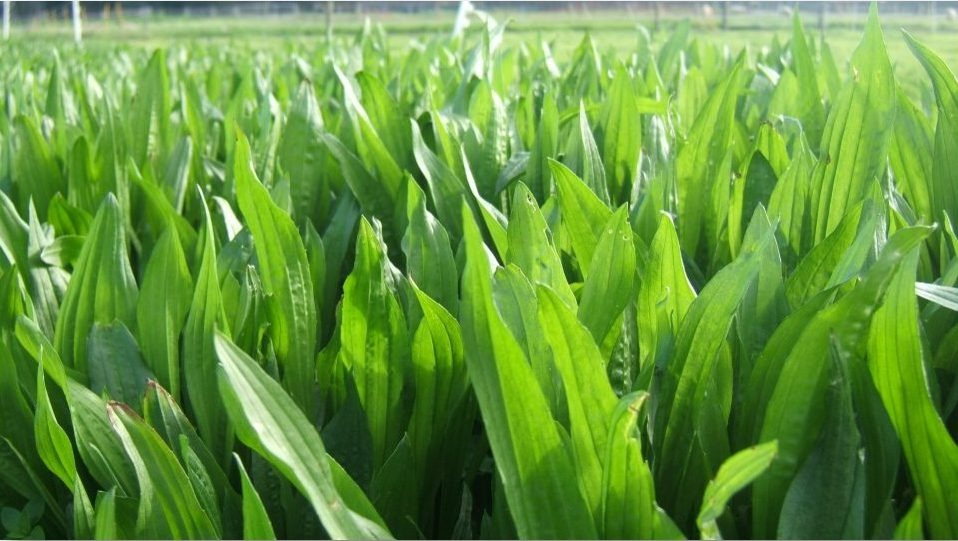Agricol Plantain Agri Tonic | Agrimark