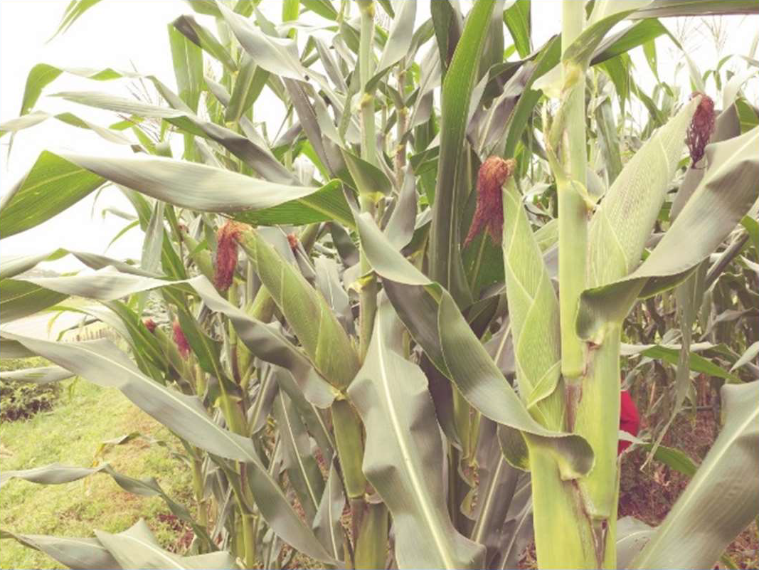 Lake Maize 601 White (60k)+/- 25kg | Agrimark