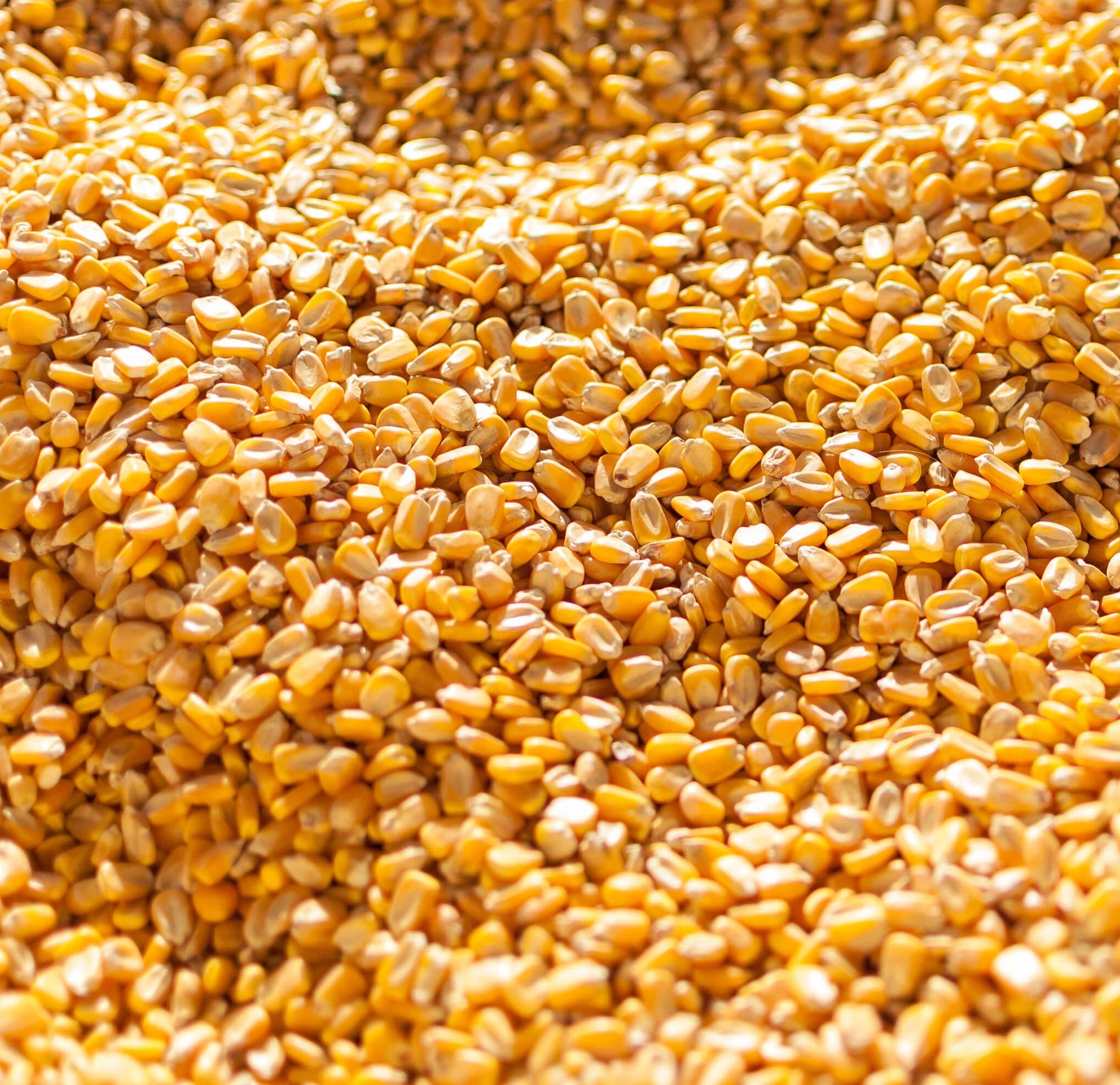 Sentraal-suid Koop Maize Yellow 50kg | Agrimark
