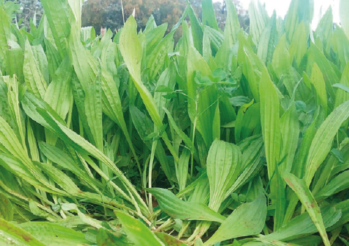Agricol Plantain Tonic 25kg | Agrimark