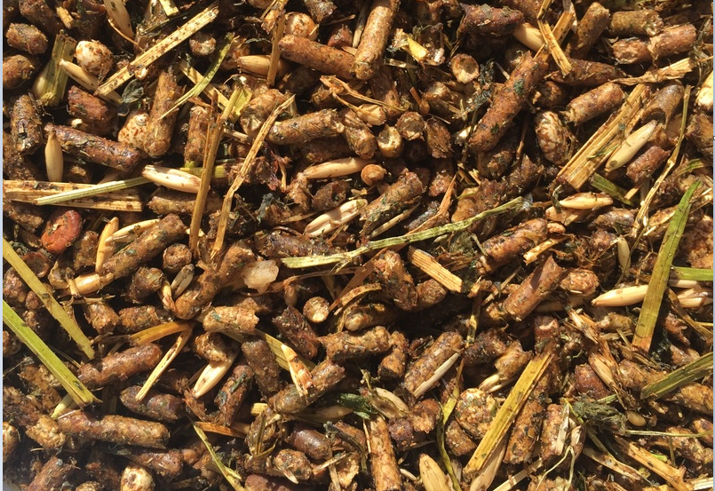 Equi-feeds Maintenanc Feed 12% Meal 40kg | Agrimark