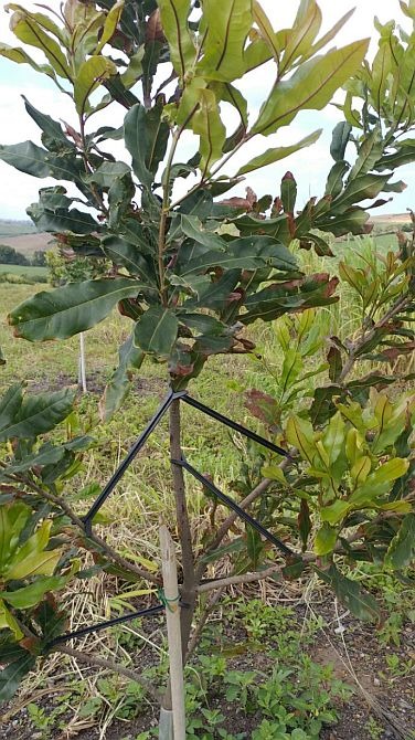 Cape Agri Spreaders-Long Black 1 | Agrimark