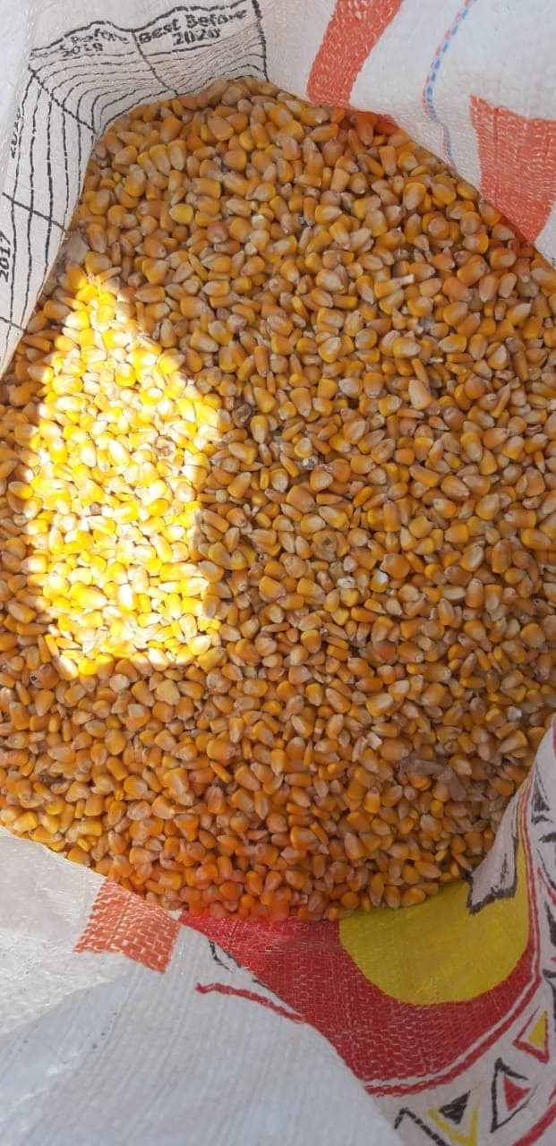 Kimberley Grain Commod Maize Yellow 50kg | Agrimark