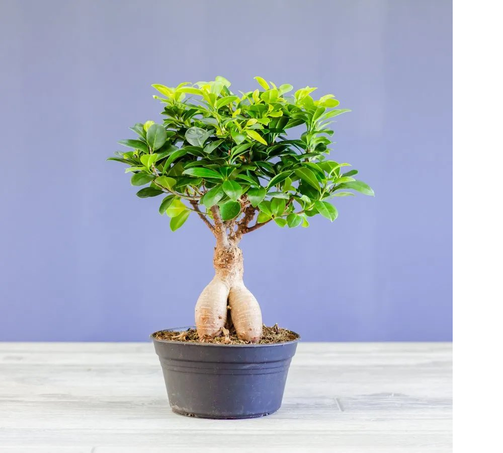 Ficus Ginseng Bonsai | Agrimark