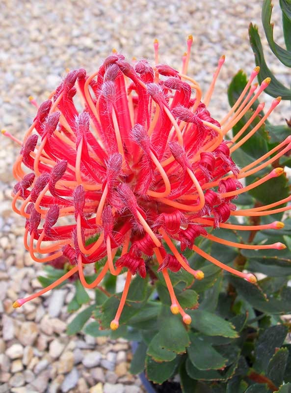Arnelia Leucospermum | Agrimark