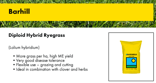 Bbrug Ryegrass Hybrid Barhill 25kg | Agrimark