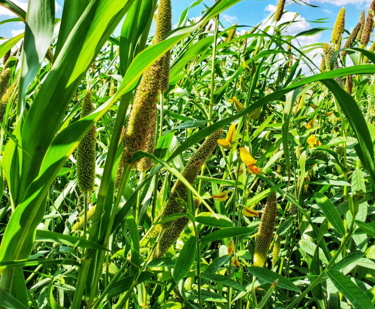 Agricol Agrilife 2 + Entstof 25kg | Agrimark