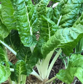 Asg Swiss Chard Fordhook Giant 1kg | Agrimark