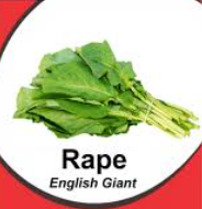Asg Rape English Giant Foil 5g | Agrimark