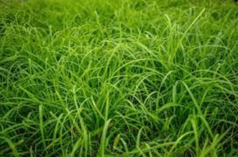 Pittsworth Rhodes Finecut Coated 20kg | Agrimark