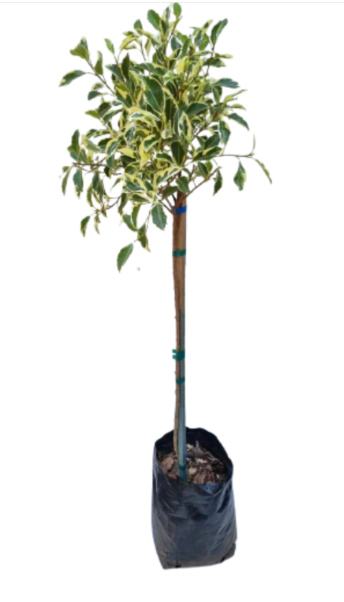 Ficus Hawaii Std 10l | Agrimark