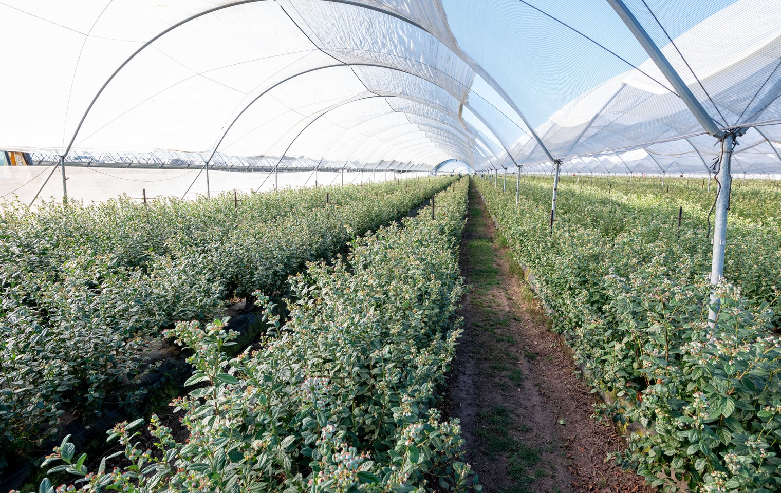 South Africa's Blueberry Boom | Agrimark