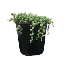 String Of Marbles | Agrimark