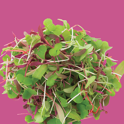 Kirchhoffs Micro Greens Rainbow Mx | Agrimark