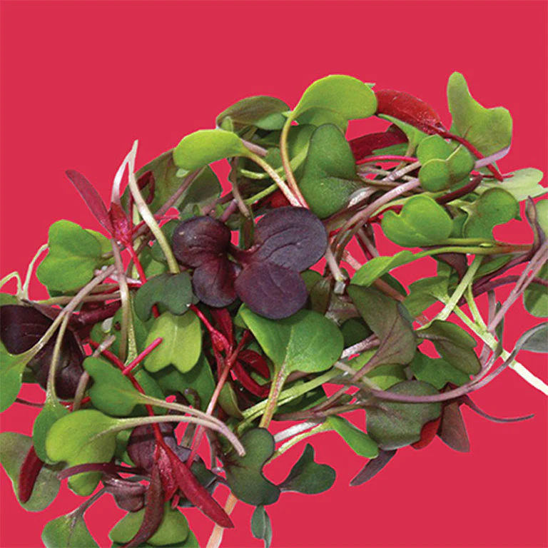 Kirchhoffs Micro Greens Old Mexican | Agrimark