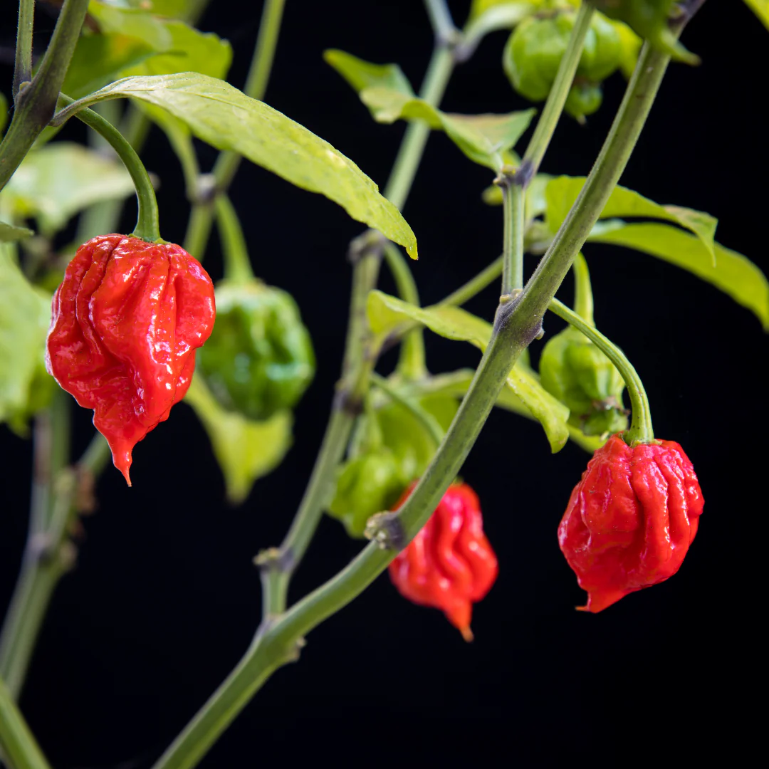 Kirchhoffs Pepper Carolina Reaper | Agrimark