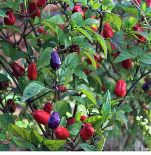 Kirchhoffs Pepper Chinese 5 Colour | Agrimark