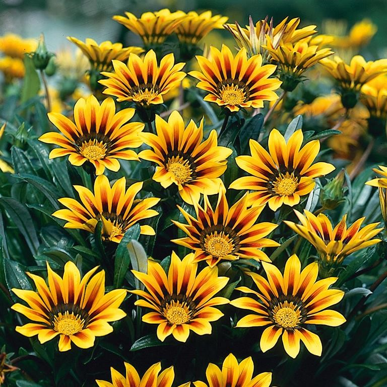 Gazania | Agrimark