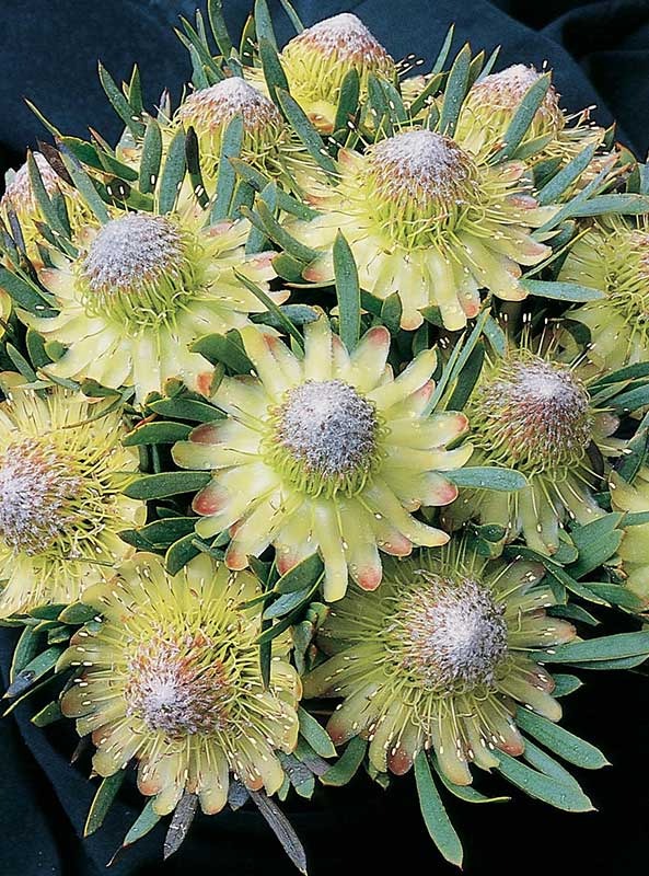 Arnelia Protea | Agrimark