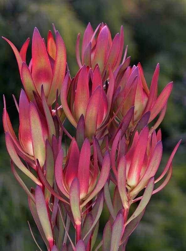 Arnelia Leucadendron Assorted | Agrimark