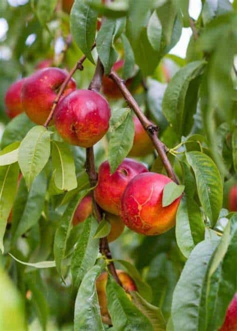 Tree Nectarine | Agrimark