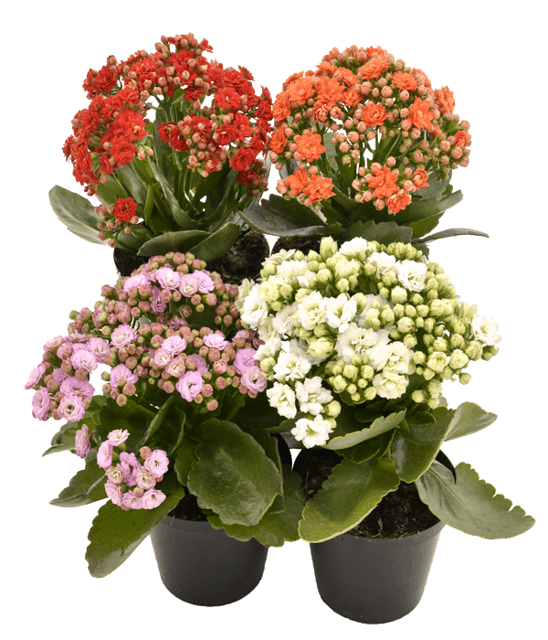 Calandiva | Agrimark