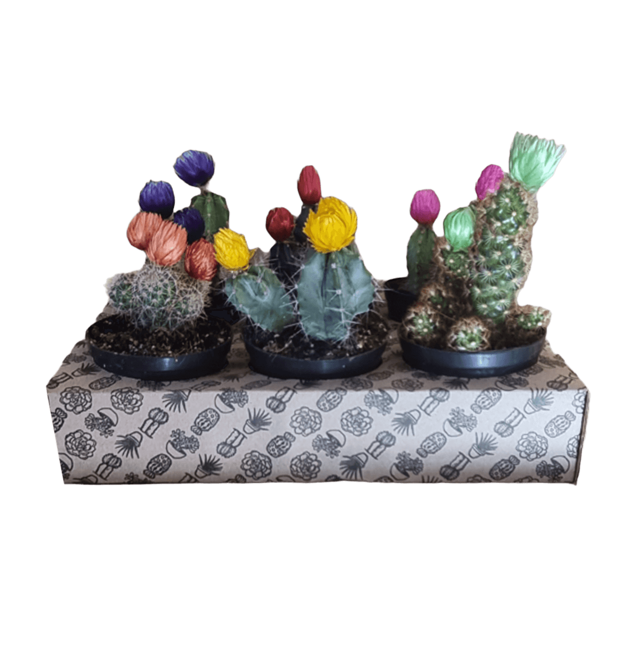 Cactus Decorative | Agrimark