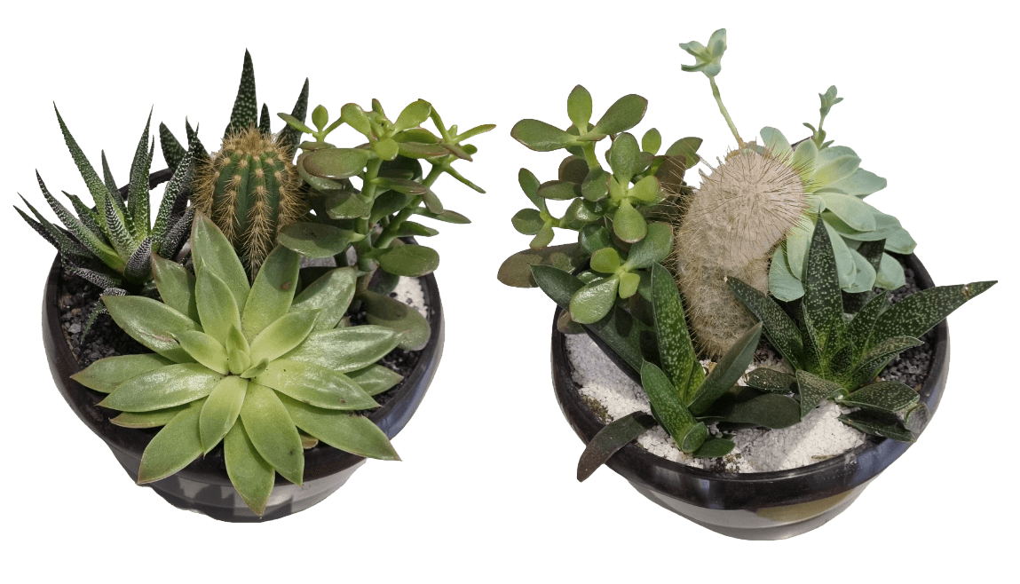 Cactus Mixed Bowl | Agrimark