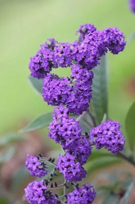 Heliotrope Assorted | Agrimark