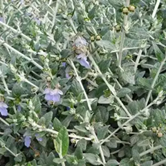 Teucrium Fruticans | Agrimark
