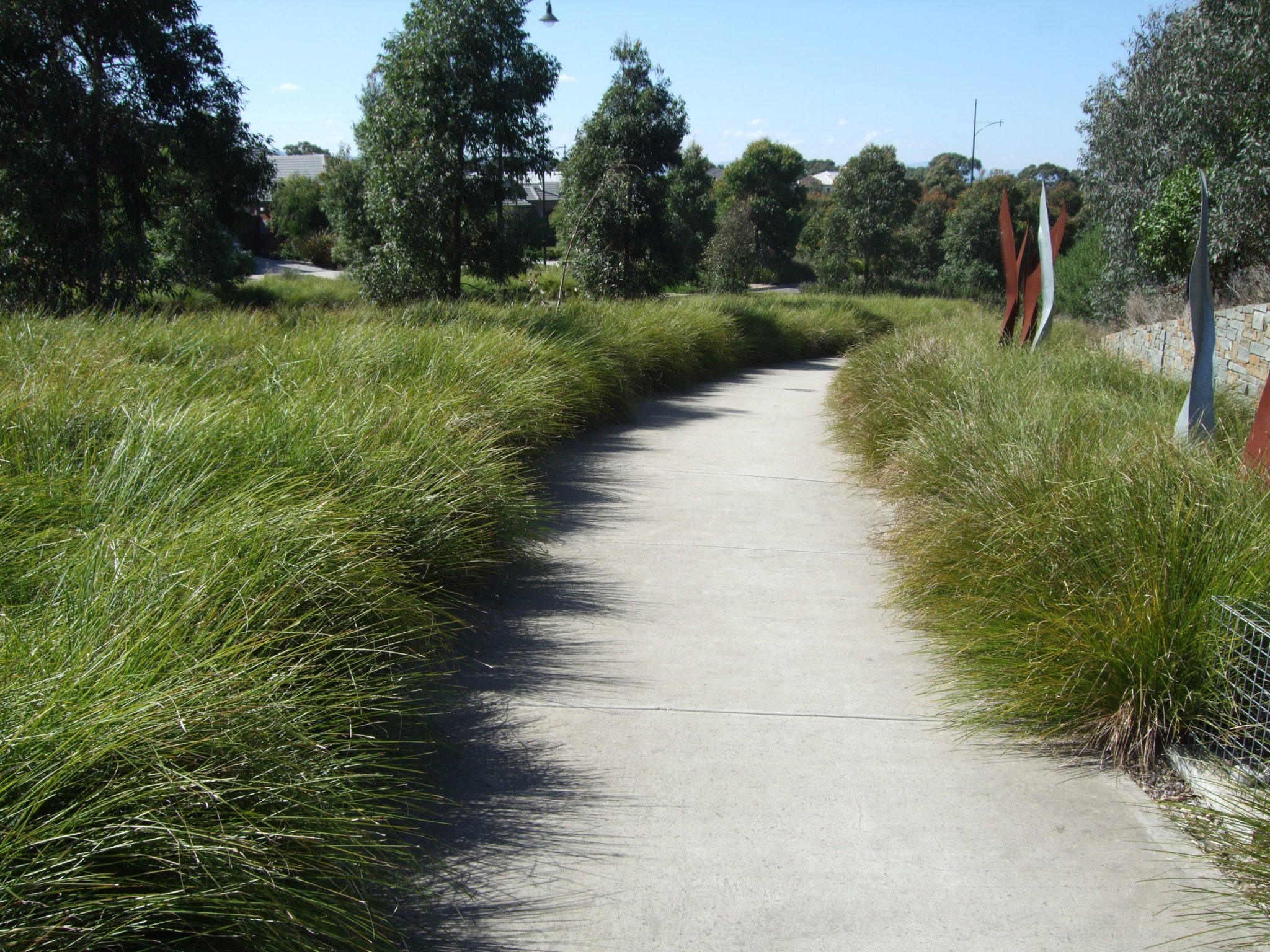 Lomandra Tanika | Agrimark