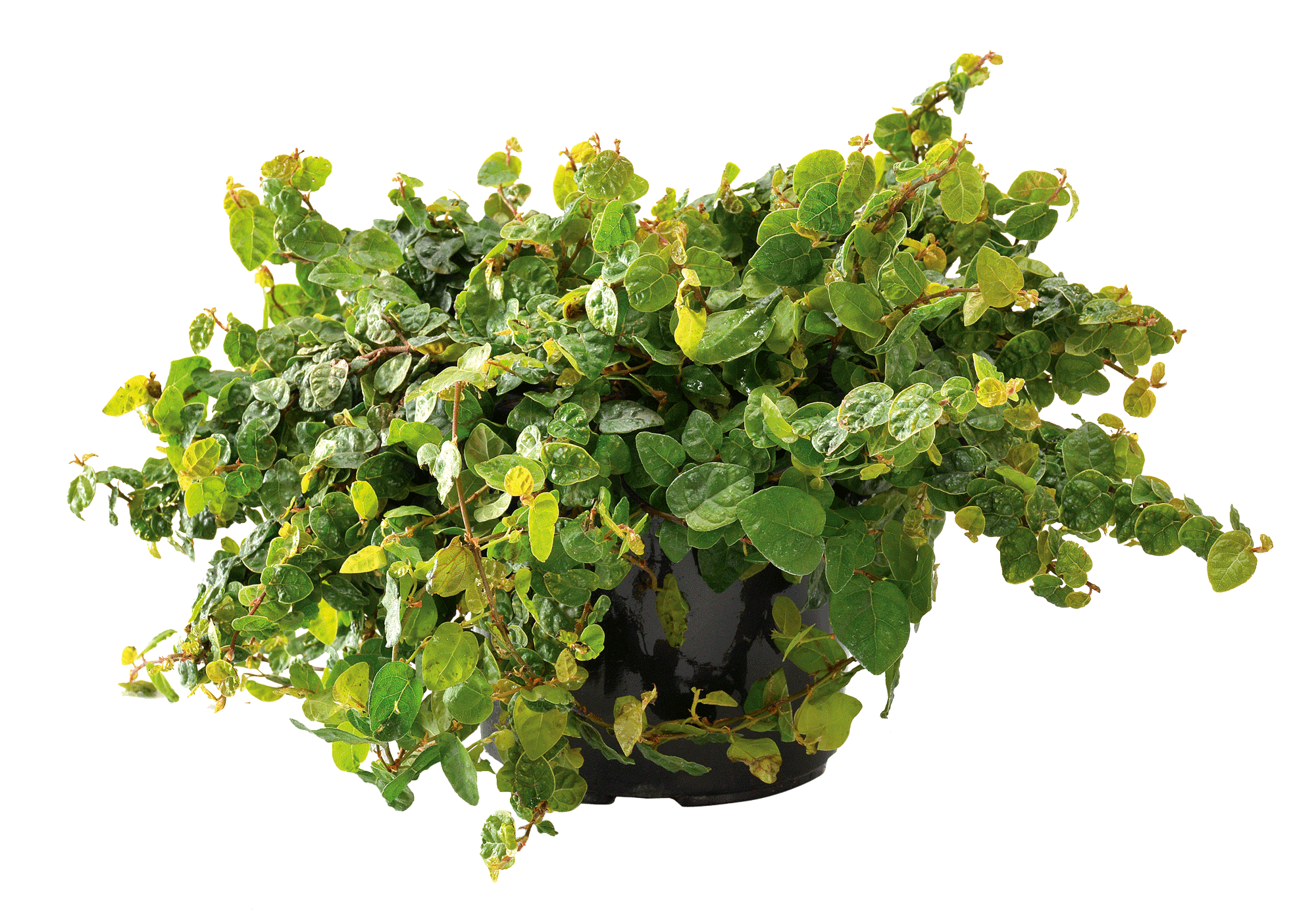Ficus Repens | Agrimark