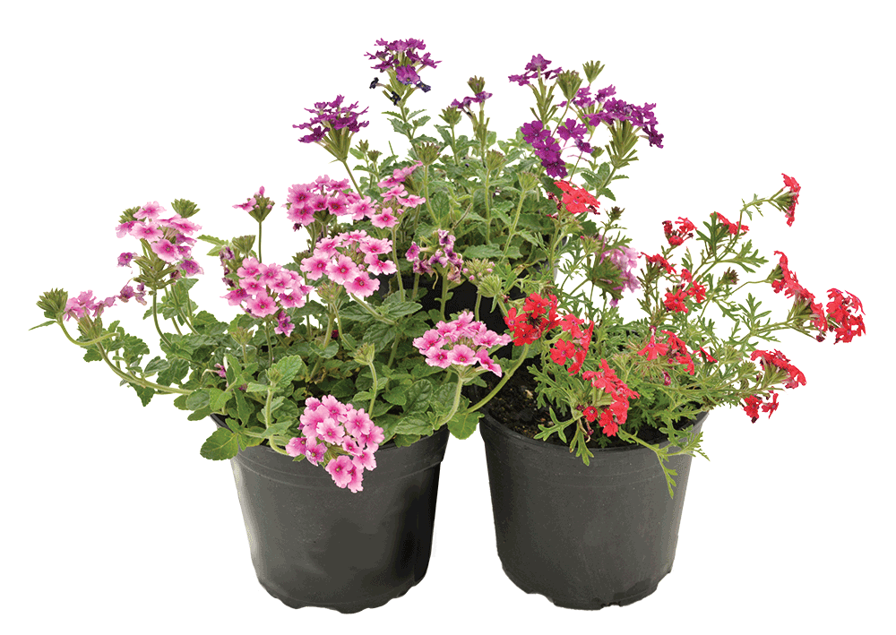Verbena Assorted Colours | Agrimark