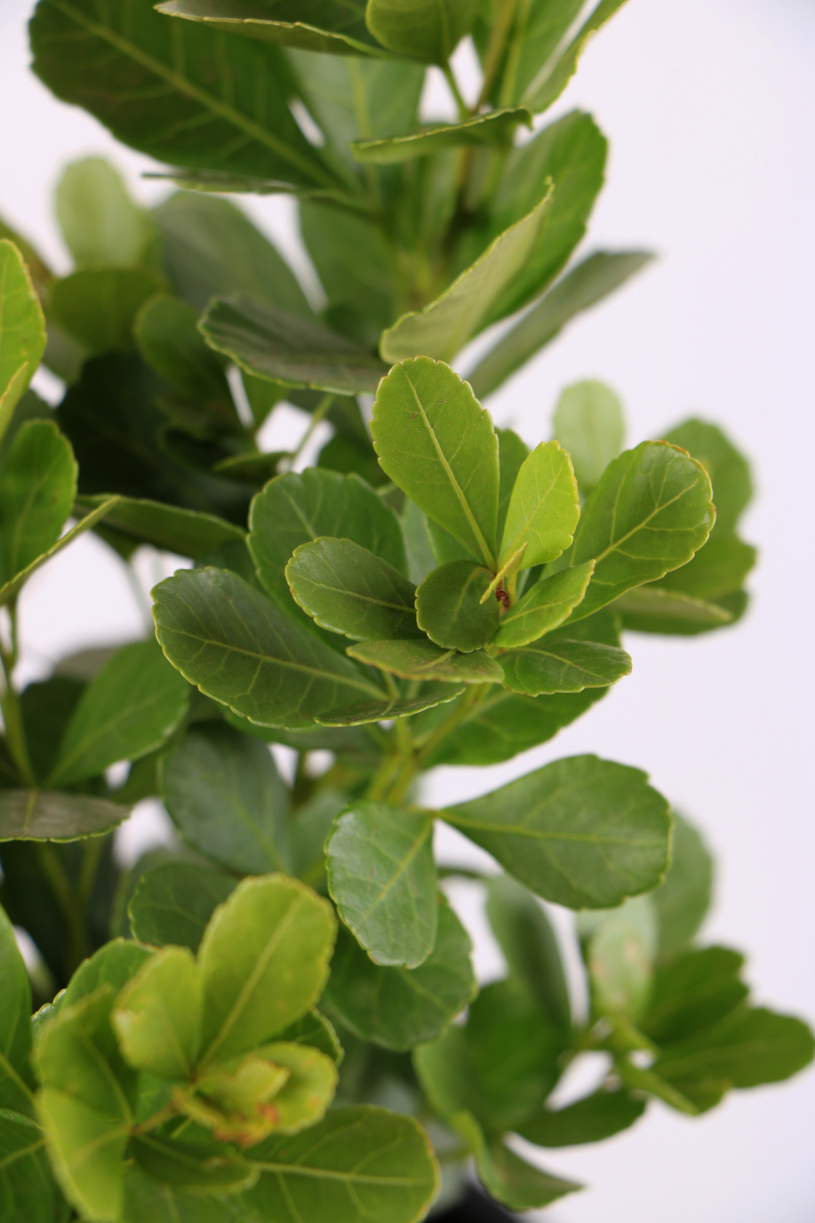 Searsia Crenata | Agrimark