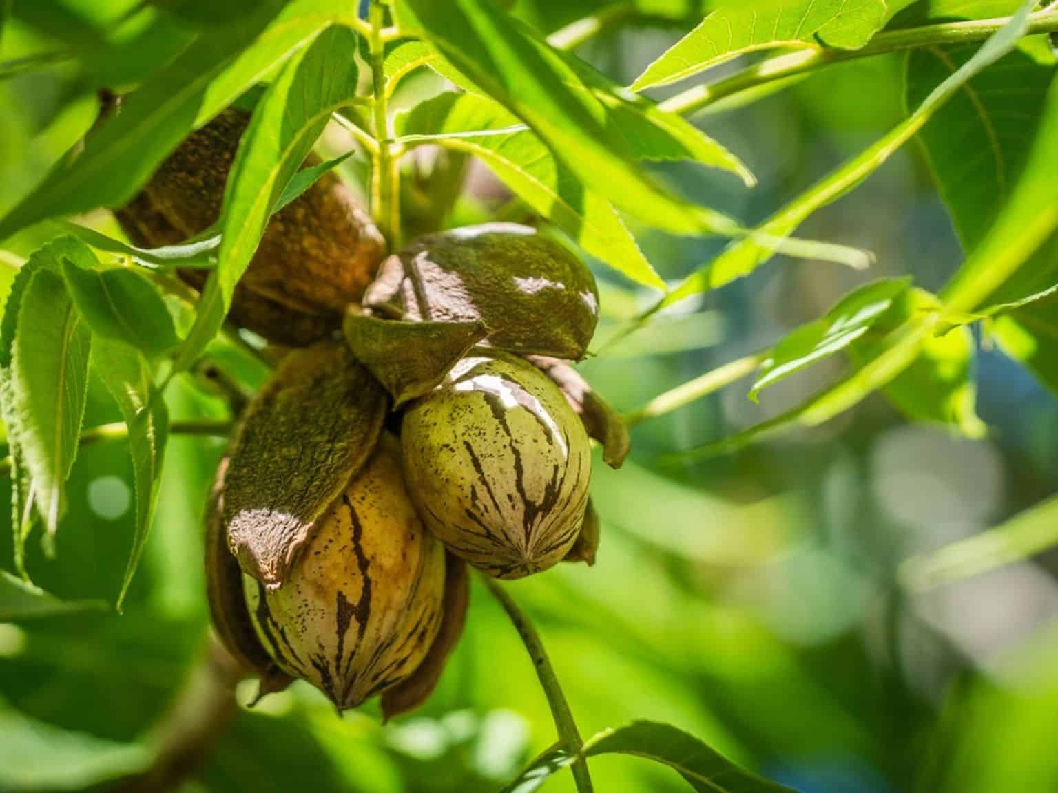 Tree Pecan Nut | Agrimark