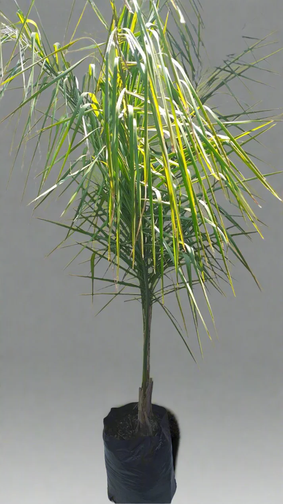 Cocos Palm | Agrimark